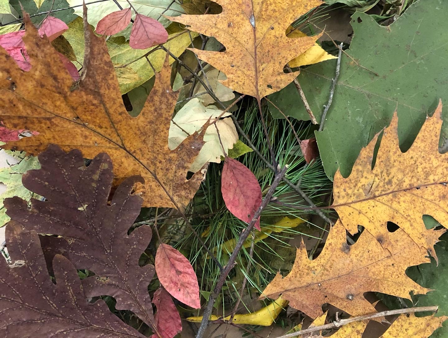 BIO-104-A-202509 | GCC